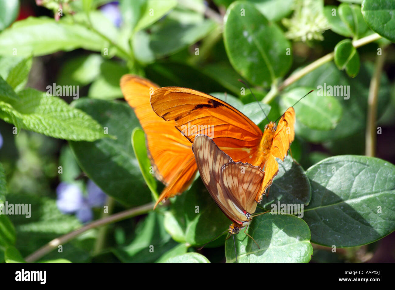 Julia butterfly hi-res stock photography and images - Alamy