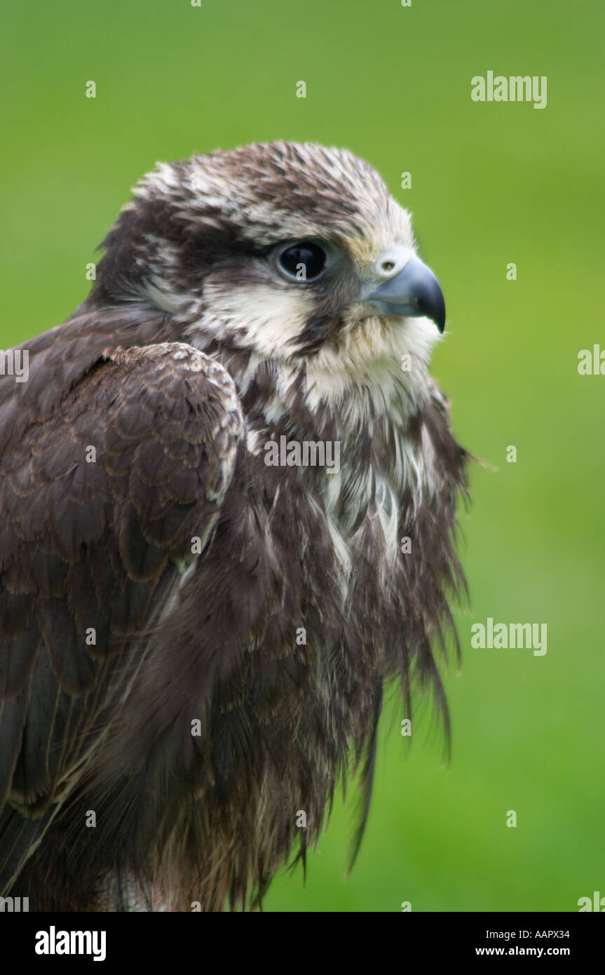 Lugger Falcon High Resolution Stock Photography and Images - Alamy