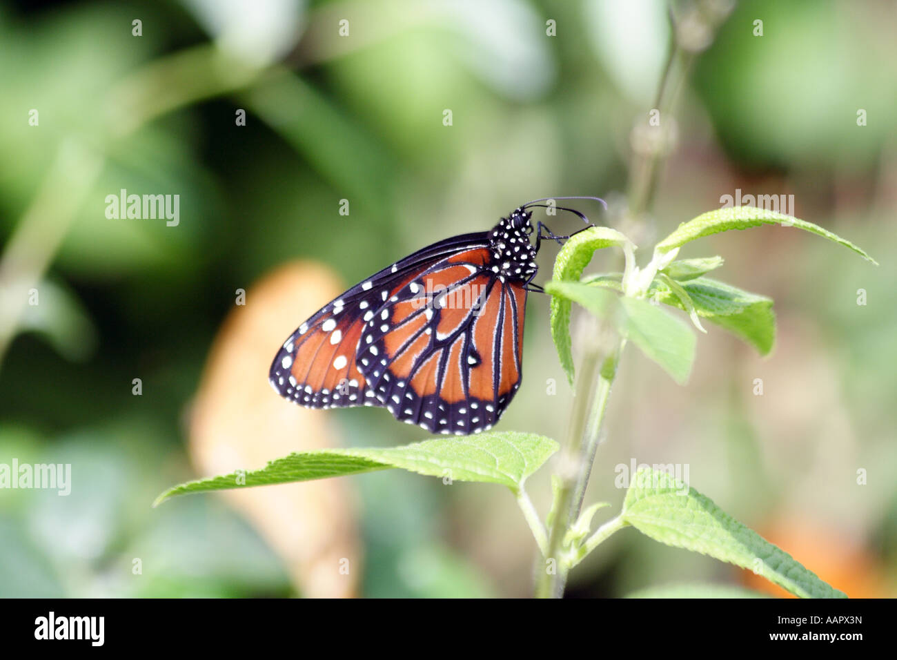 Monarch butterfly (Danaus plexippus Stock Photo - Alamy