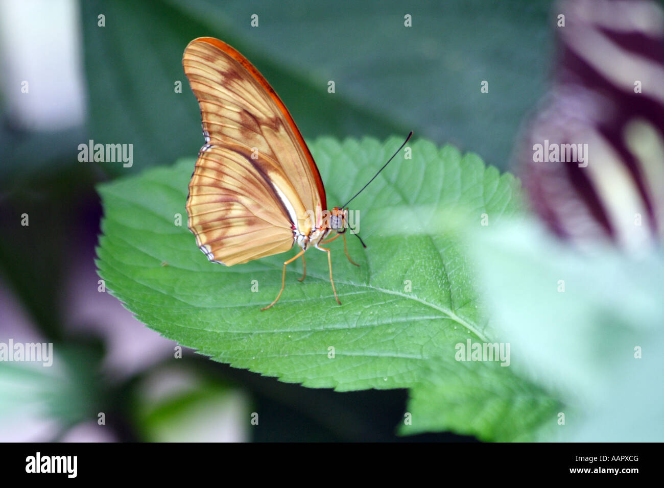Dryas julia (also spelled iulia), commonly called the Julia butterfly ...