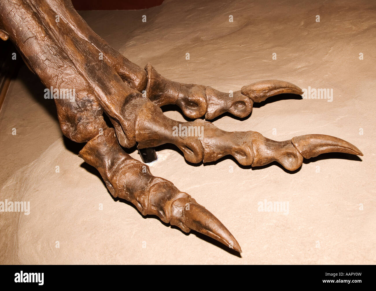 T rex building at the natural history museum hi-res stock photography ...