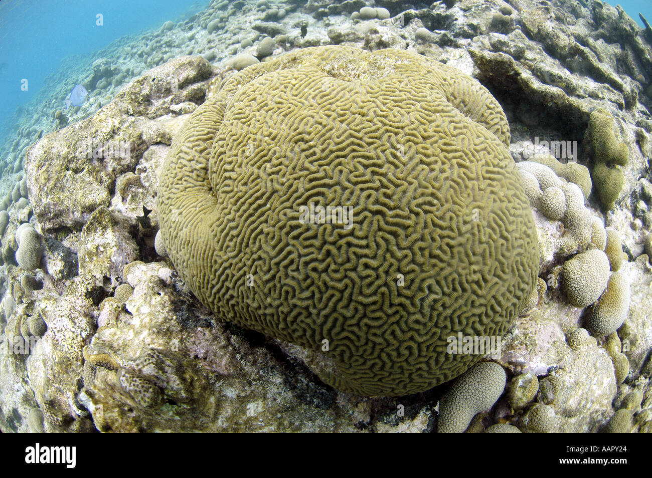 giant brain coral or boulder brain coral Colpophyllia natans Aruba ...