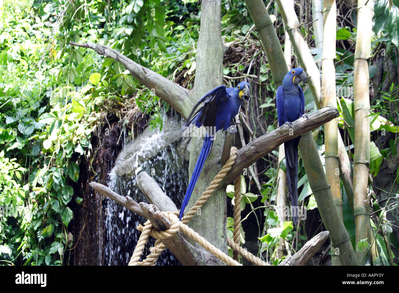 Hyacinth macaw picture hi-res stock photography and images - Alamy