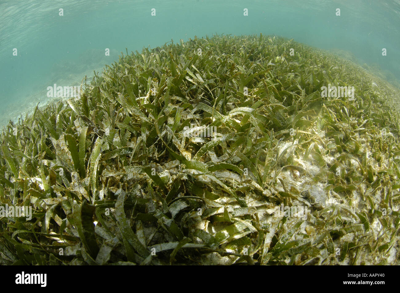 Algae growing on a sandy bottom Aruba Netherlands Antilles Dutch ...