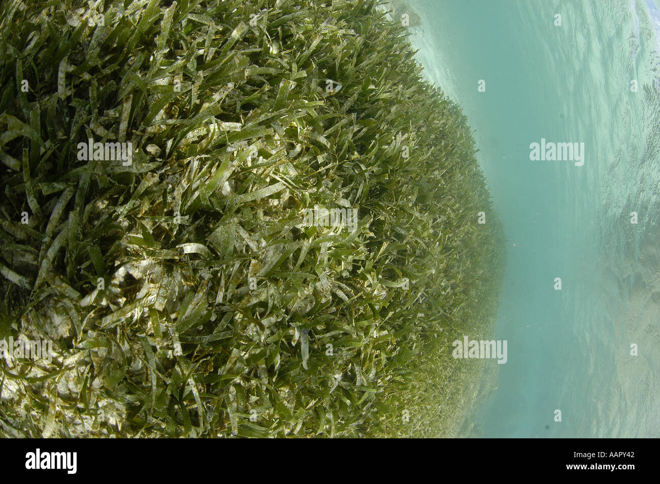 Algae growing on a sandy bottom Aruba Netherlands Antilles Dutch ...