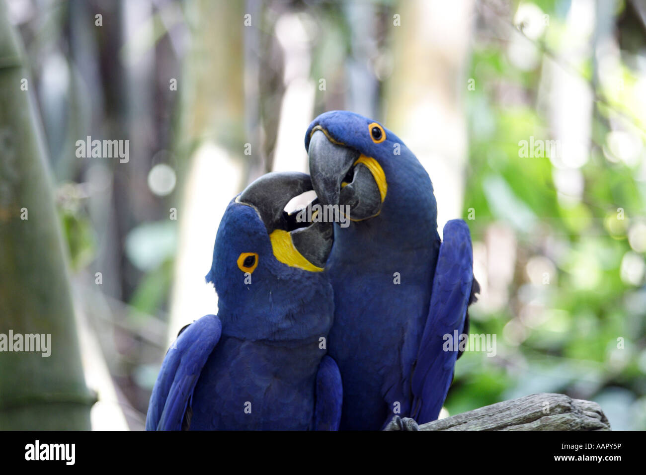 Hyacinth Macaw (Anodorhynchus hyacinthinus Stock Photo - Alamy
