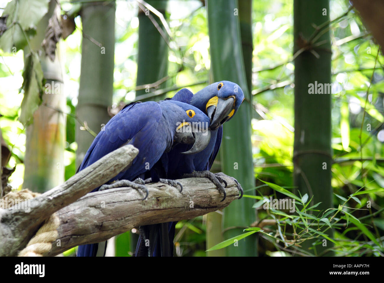 Hyacinth Macaw (Anodorhynchus hyacinthinus Stock Photo - Alamy