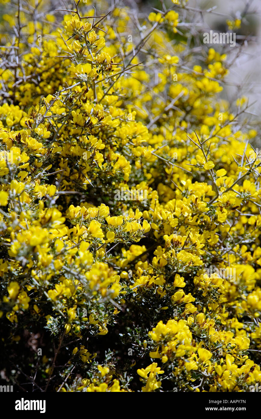 detail of a shrub of aulaga Stock Photo - Alamy