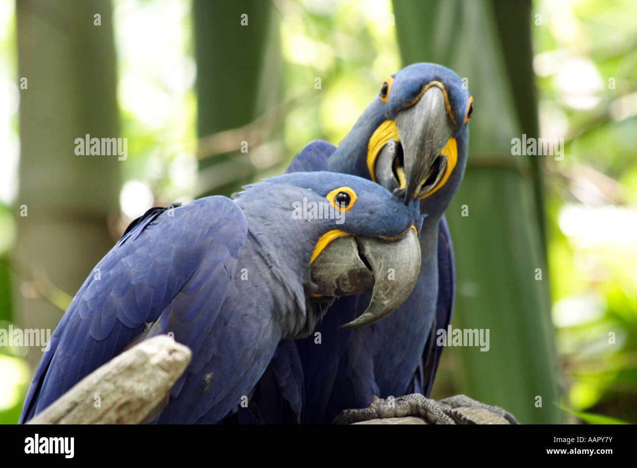 Hyacinth Macaw (Anodorhynchus hyacinthinus Stock Photo - Alamy