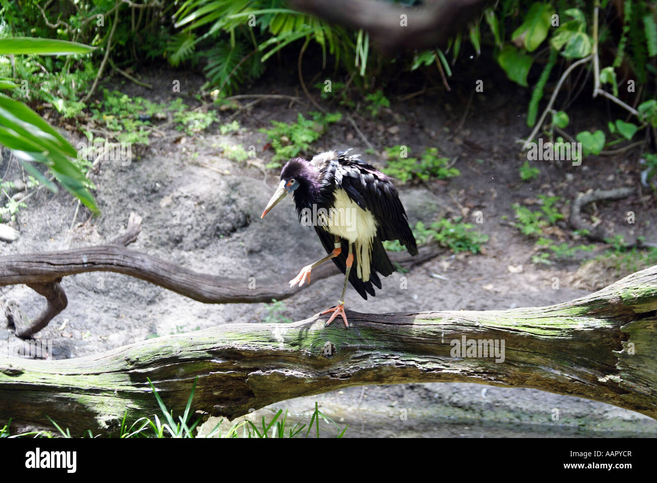 The Abdim's Stork, (Ciconia abdimii) also known as White-bellied Stork ...