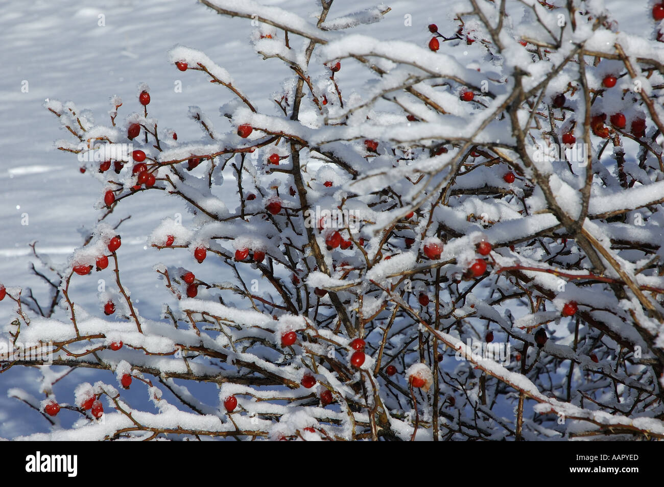 Berries on a snowy branch in a garden in winter Stock Photo - Alamy