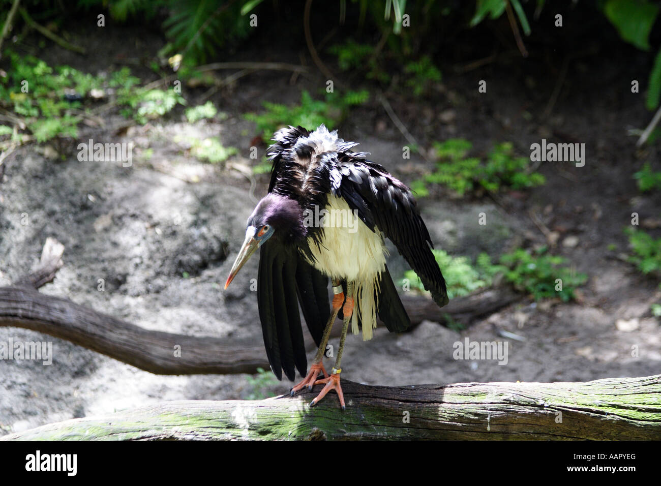The Abdim's Stork, (Ciconia abdimii) also known as White-bellied Stork ...