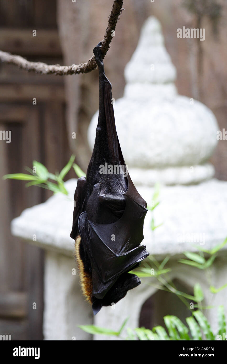 Large flying fox hi-res stock photography and images - Alamy