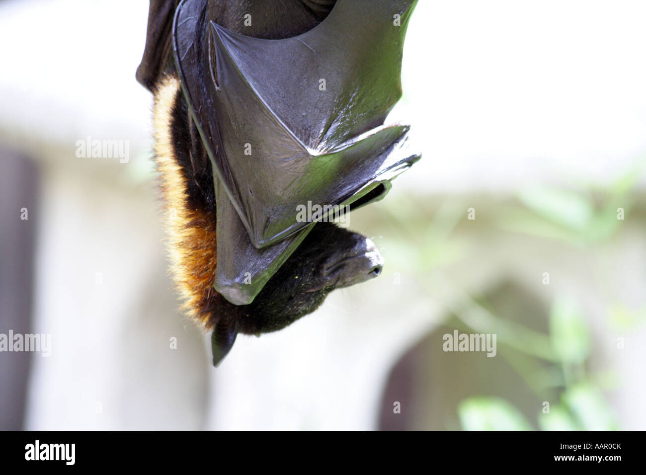 The large flying fox Stock Photo - Alamy