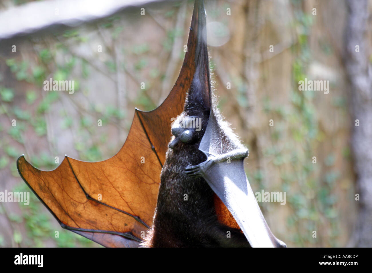 The large flying fox Stock Photo - Alamy