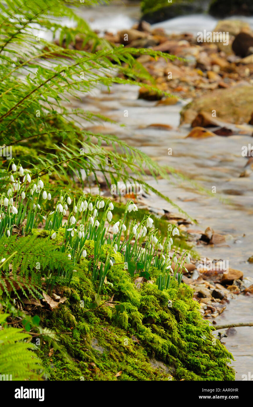 Snowdrops on the riverbank of the River Avill in Snowdrop Valley near ...