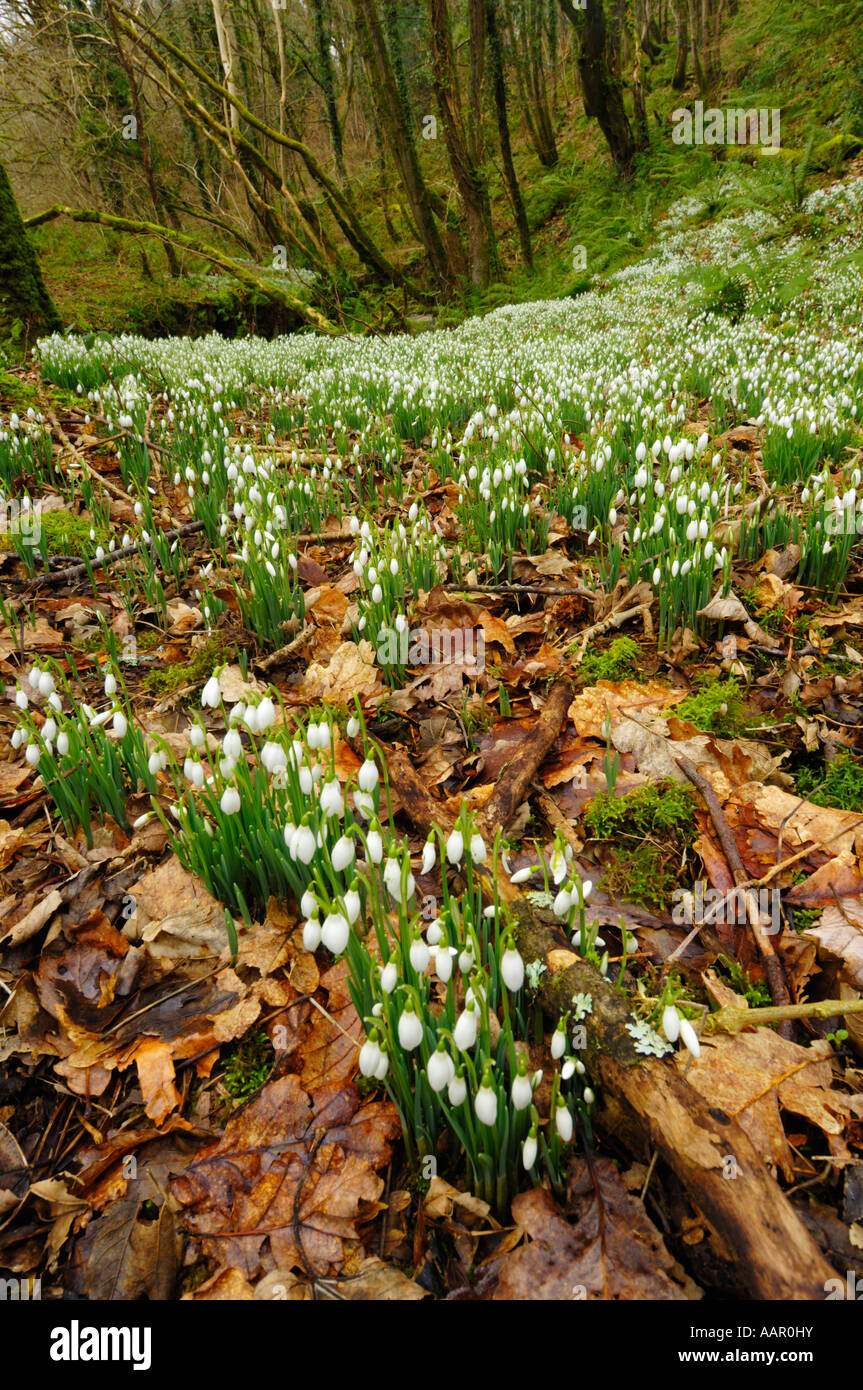Snowdrops in late winter in Snowdrop Valley near Wheddon Cross on ...