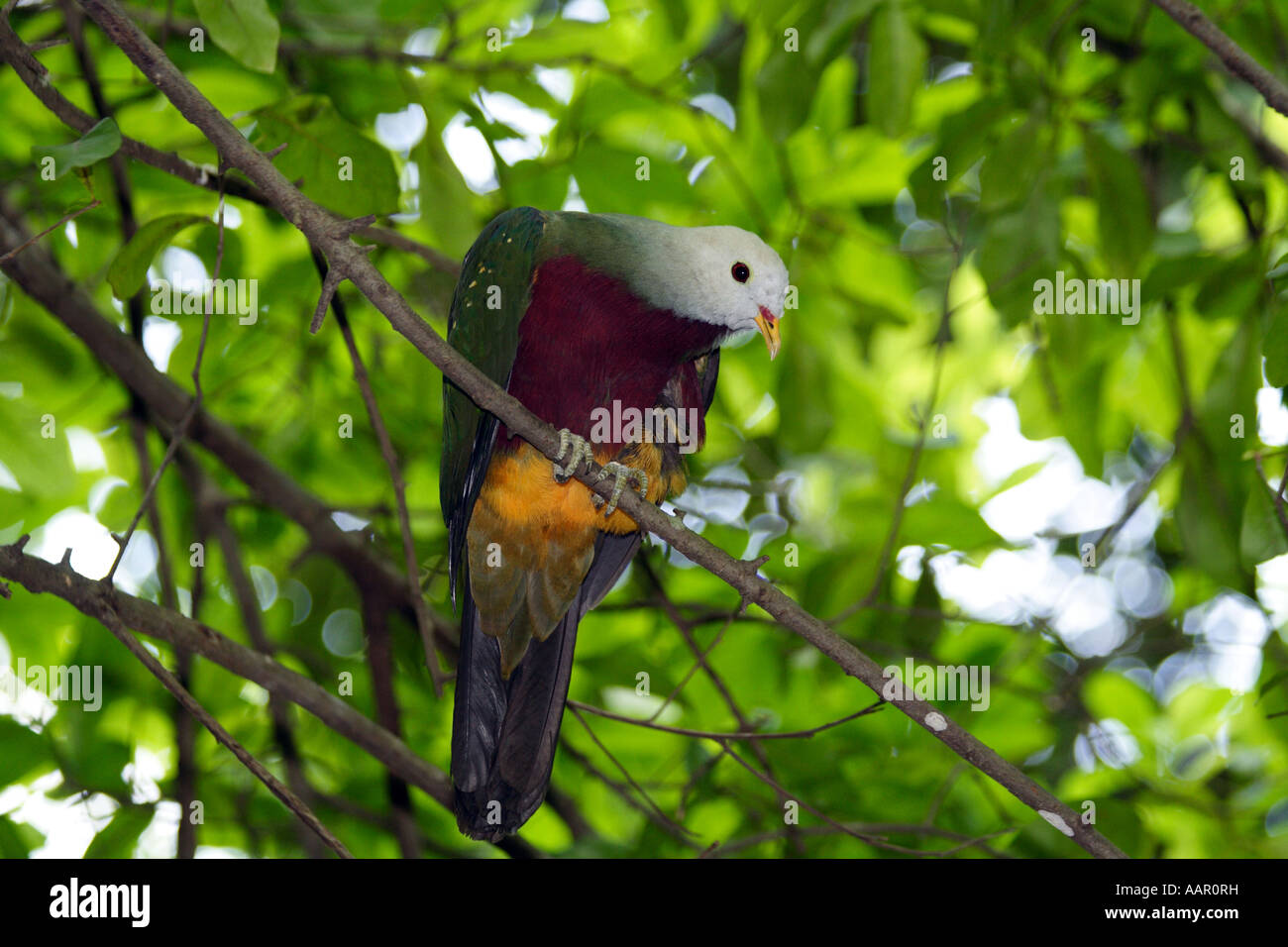 The Wompoo Fruit-dove, Ptilinopus magnificus Stock Photo - Alamy