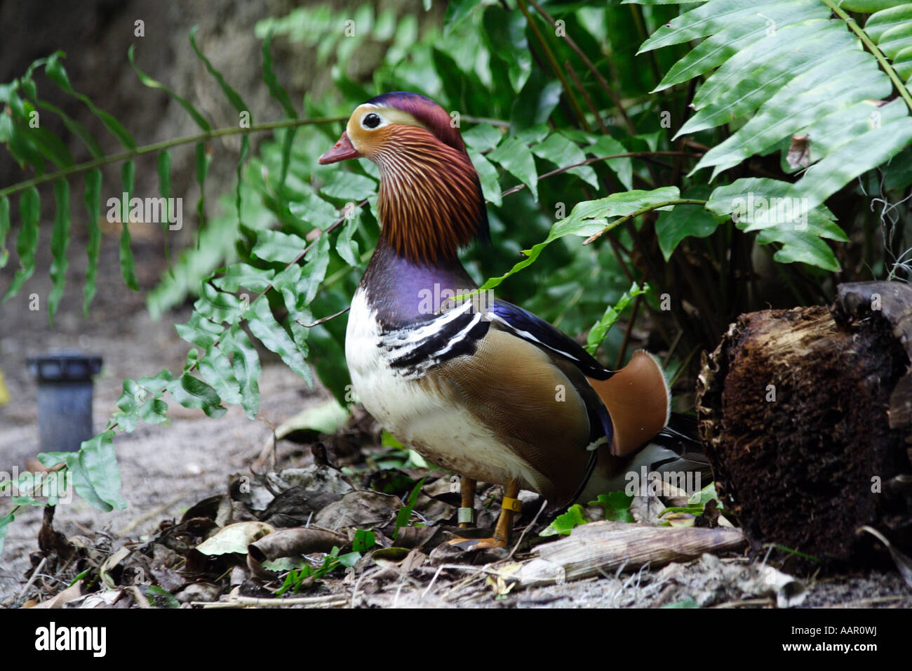 The Mandarin Duck (Aix galericulata Stock Photo - Alamy