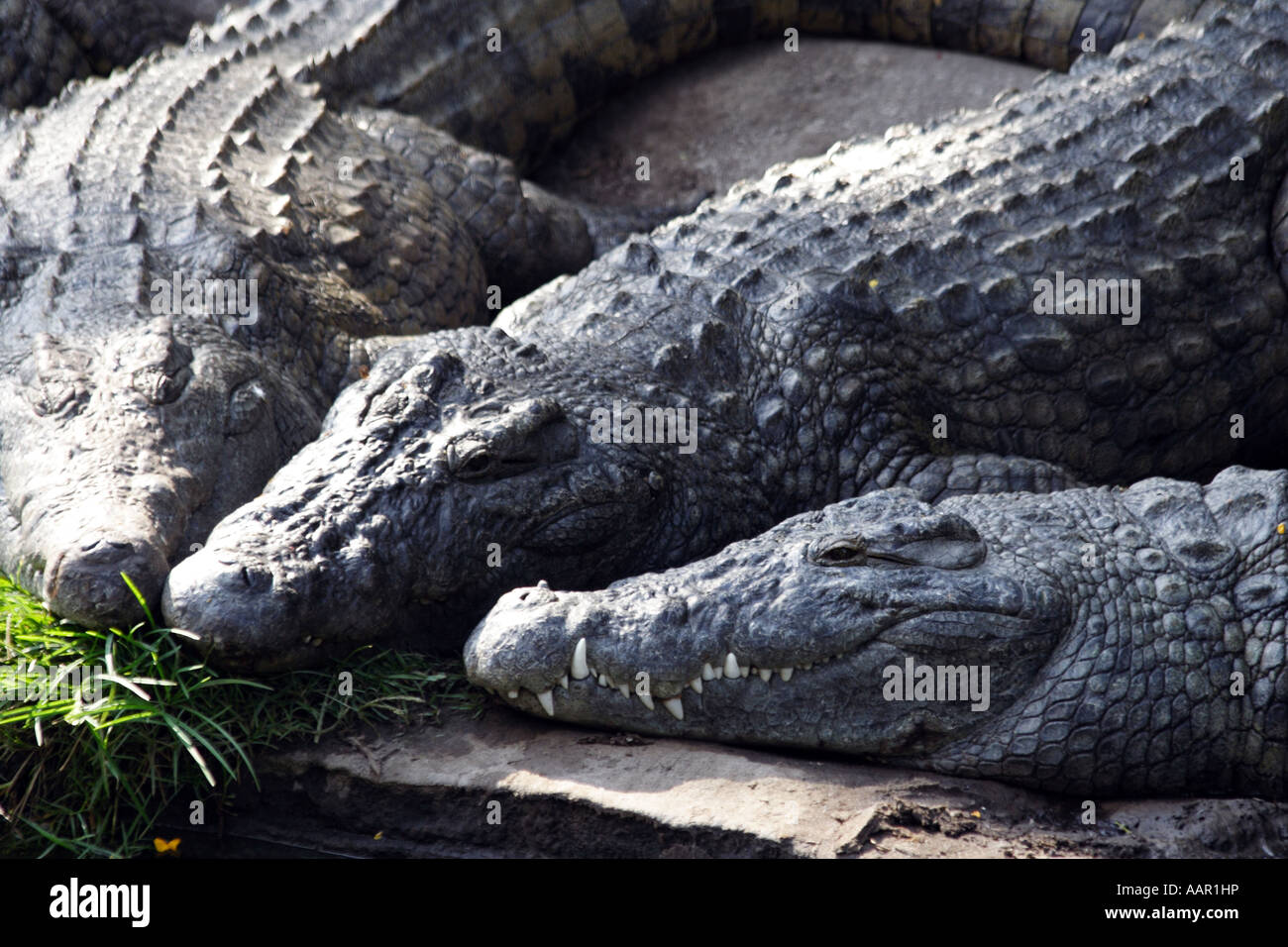 Crocodile nice hi-res stock photography and images - Alamy