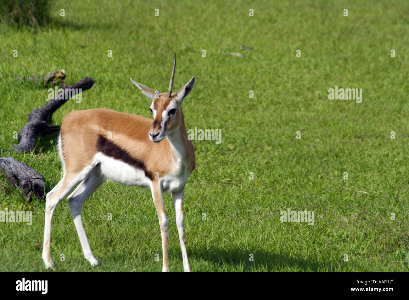 Thomson's Gazelle (Gazella thomsoni Stock Photo - Alamy