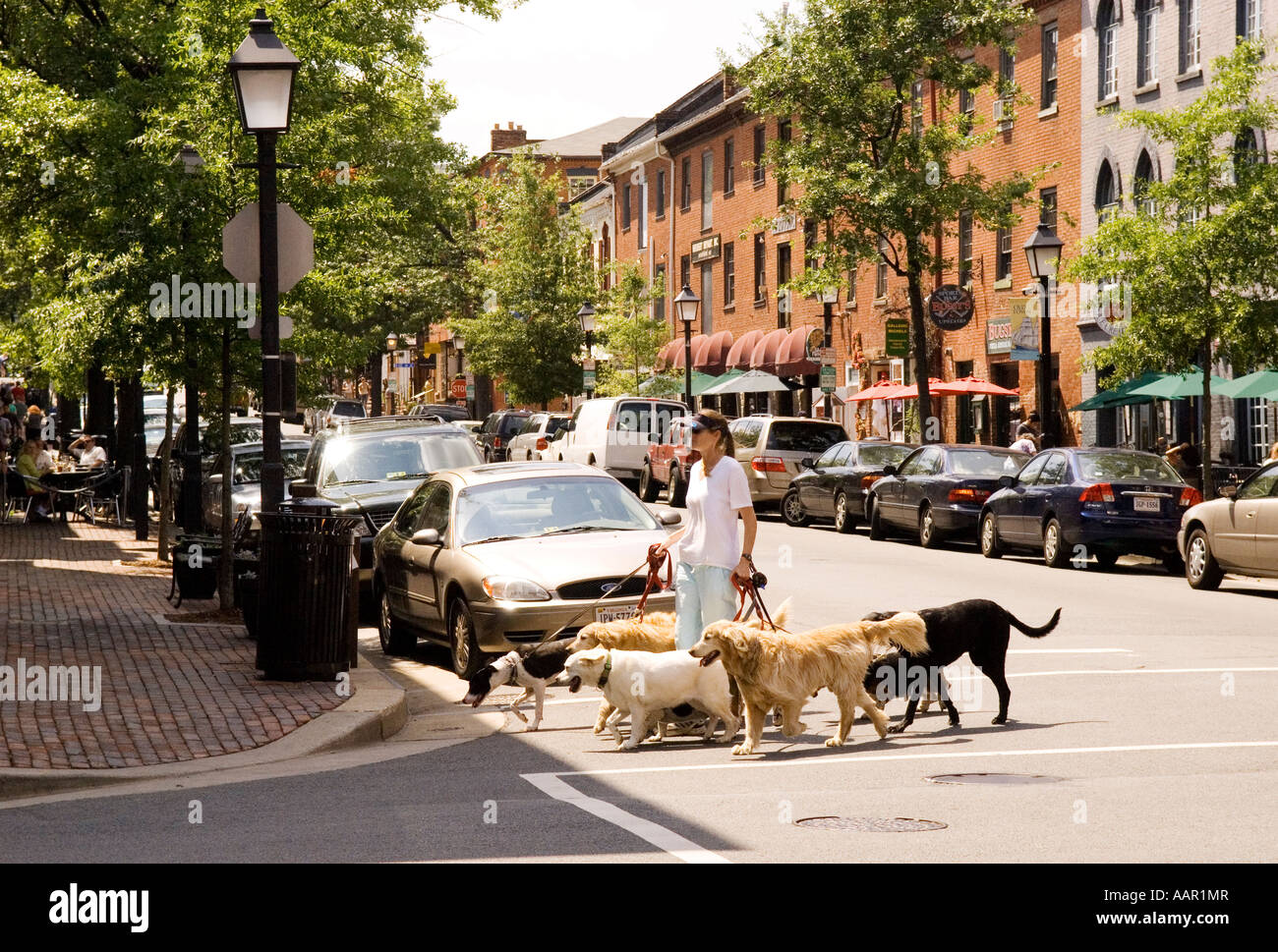 Woman Walking Dogs on Street in Old Alexandria Virginia, Female ...