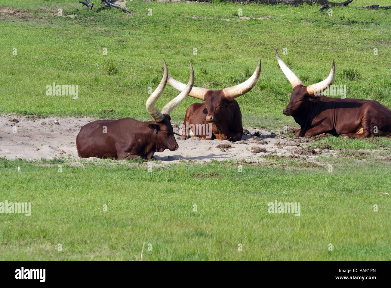 African bovidae hi-res stock photography and images - Alamy