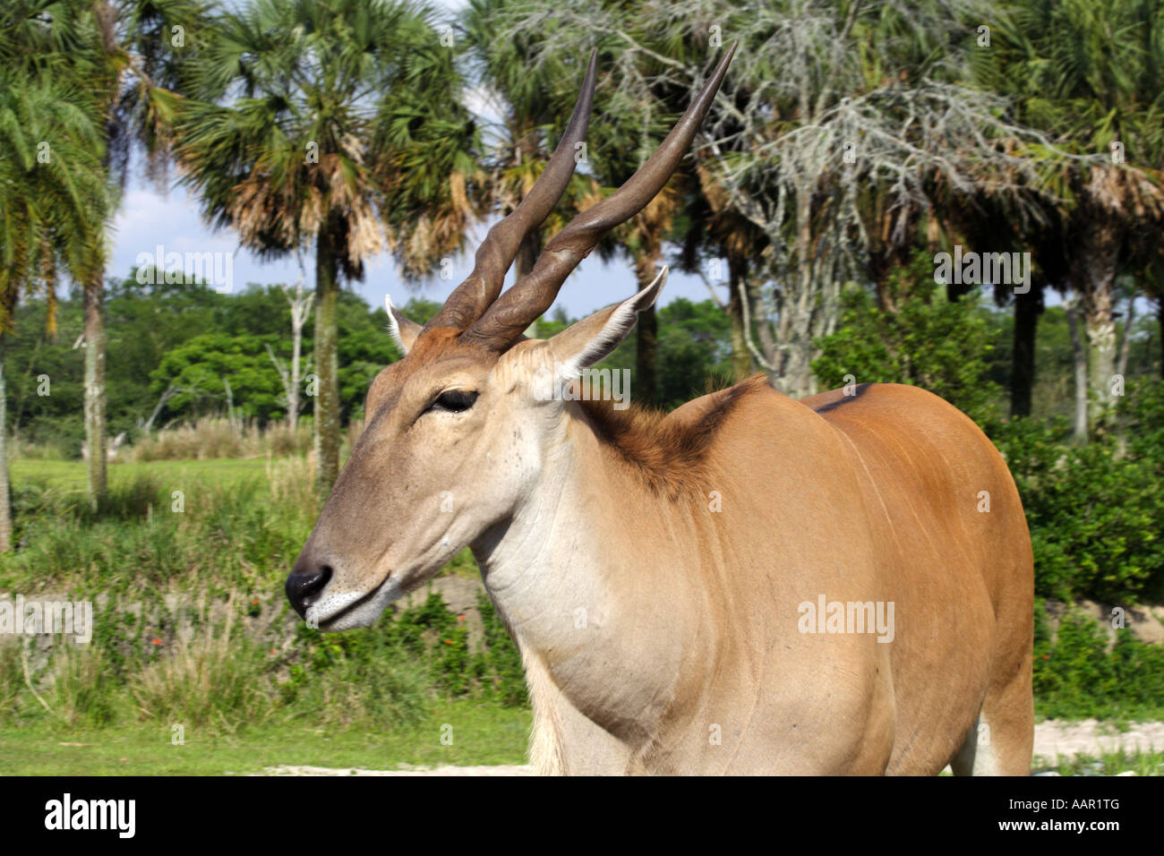 Oryx picture hi-res stock photography and images - Alamy