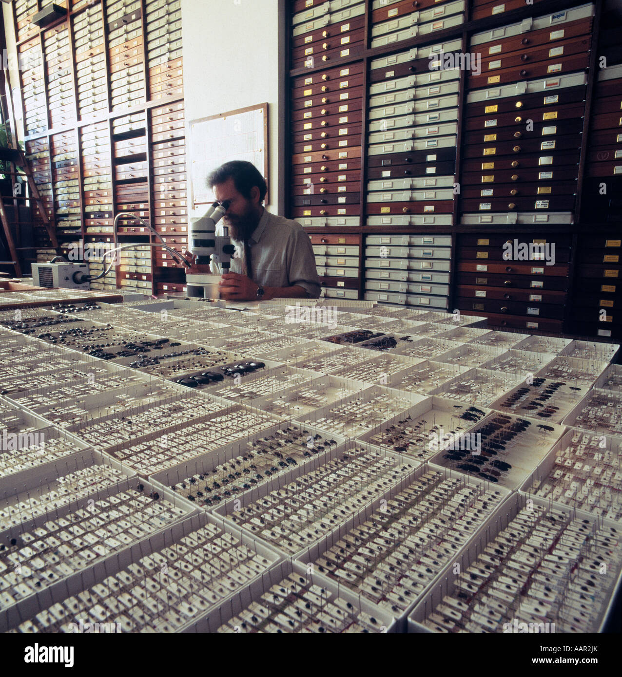 Entomologist with insect specimens Stock Photo - Alamy