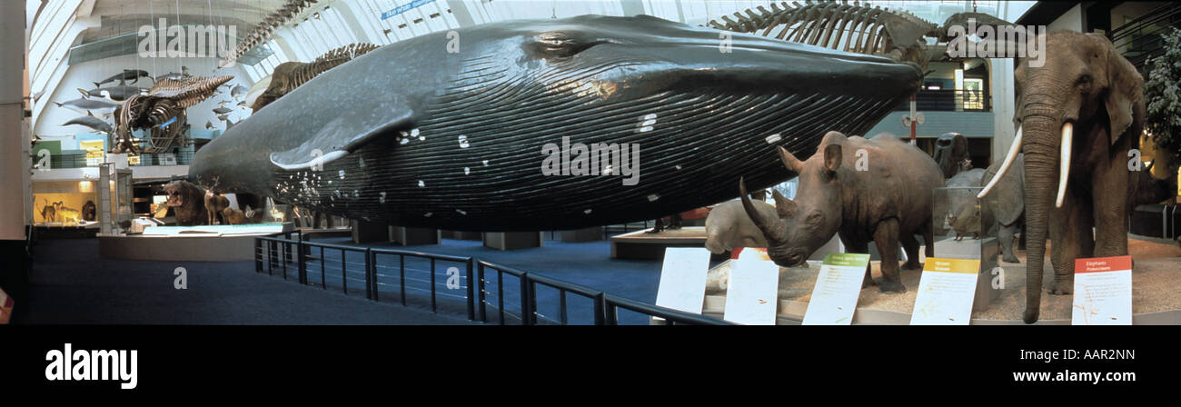 Blue whale exhibit Stock Photo - Alamy