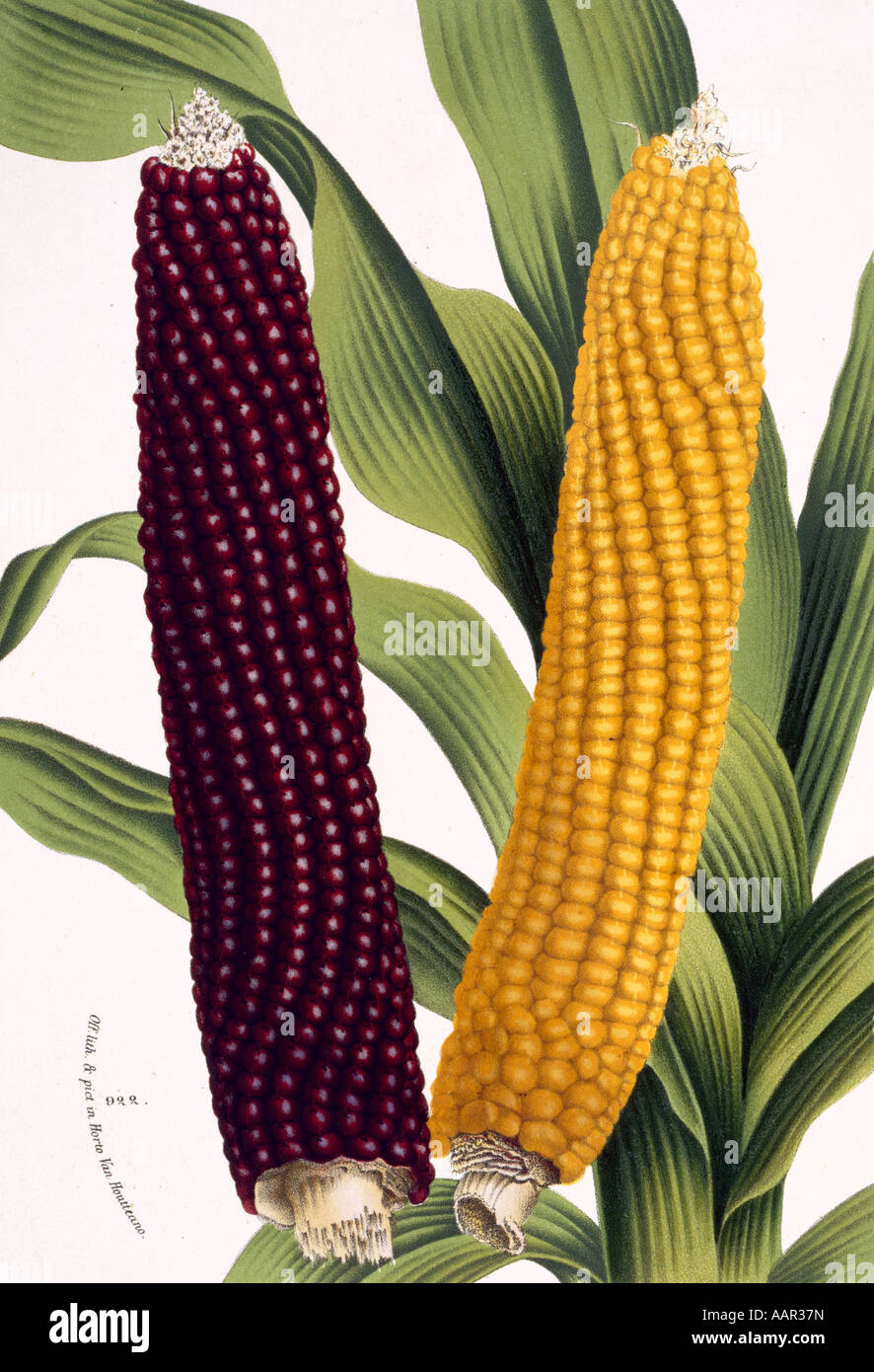 Zea mais maize Stock Photo - Alamy