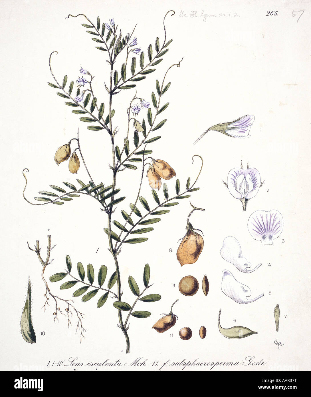 Lentil plant hi-res stock photography and images - Alamy