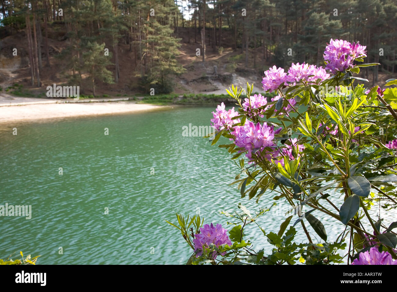 The Blue Pool Furzebrook Wareham Dorset UK Stock Photo - Alamy