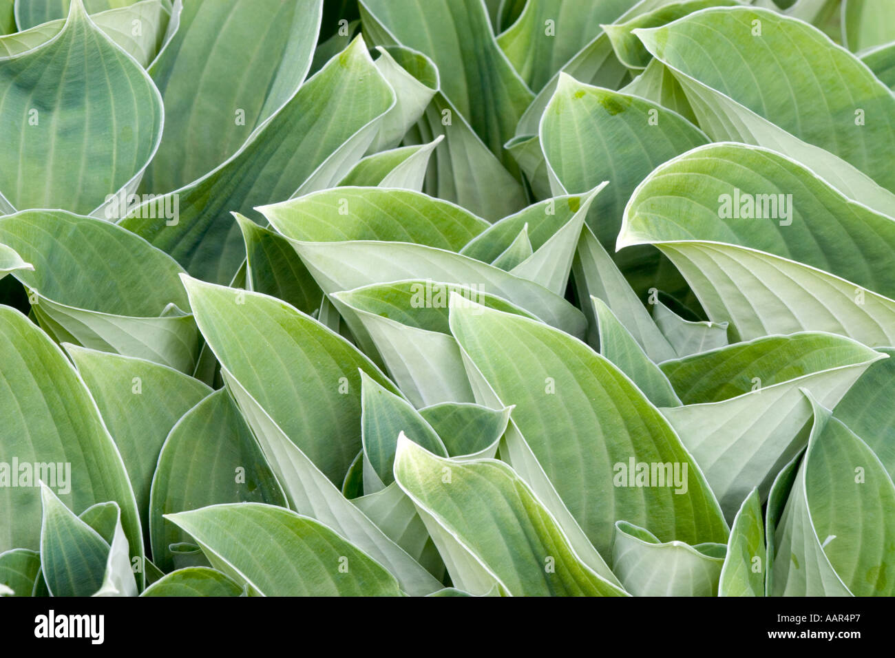 Patch of hostas, starting their Spring growth Stock Photo - Alamy