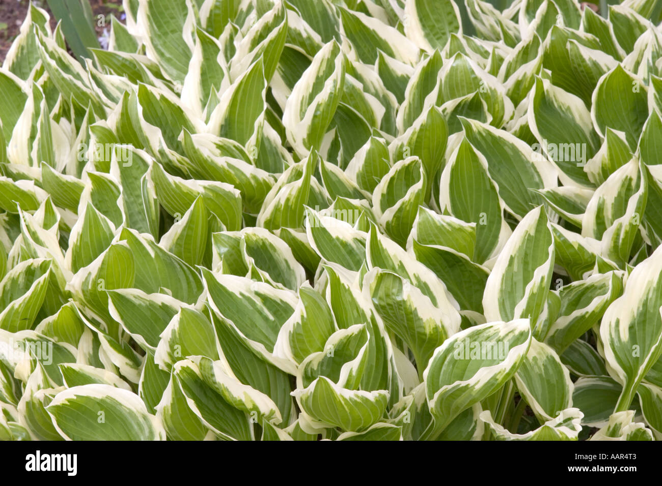 Patch of hostas, starting their Spring growth Stock Photo - Alamy