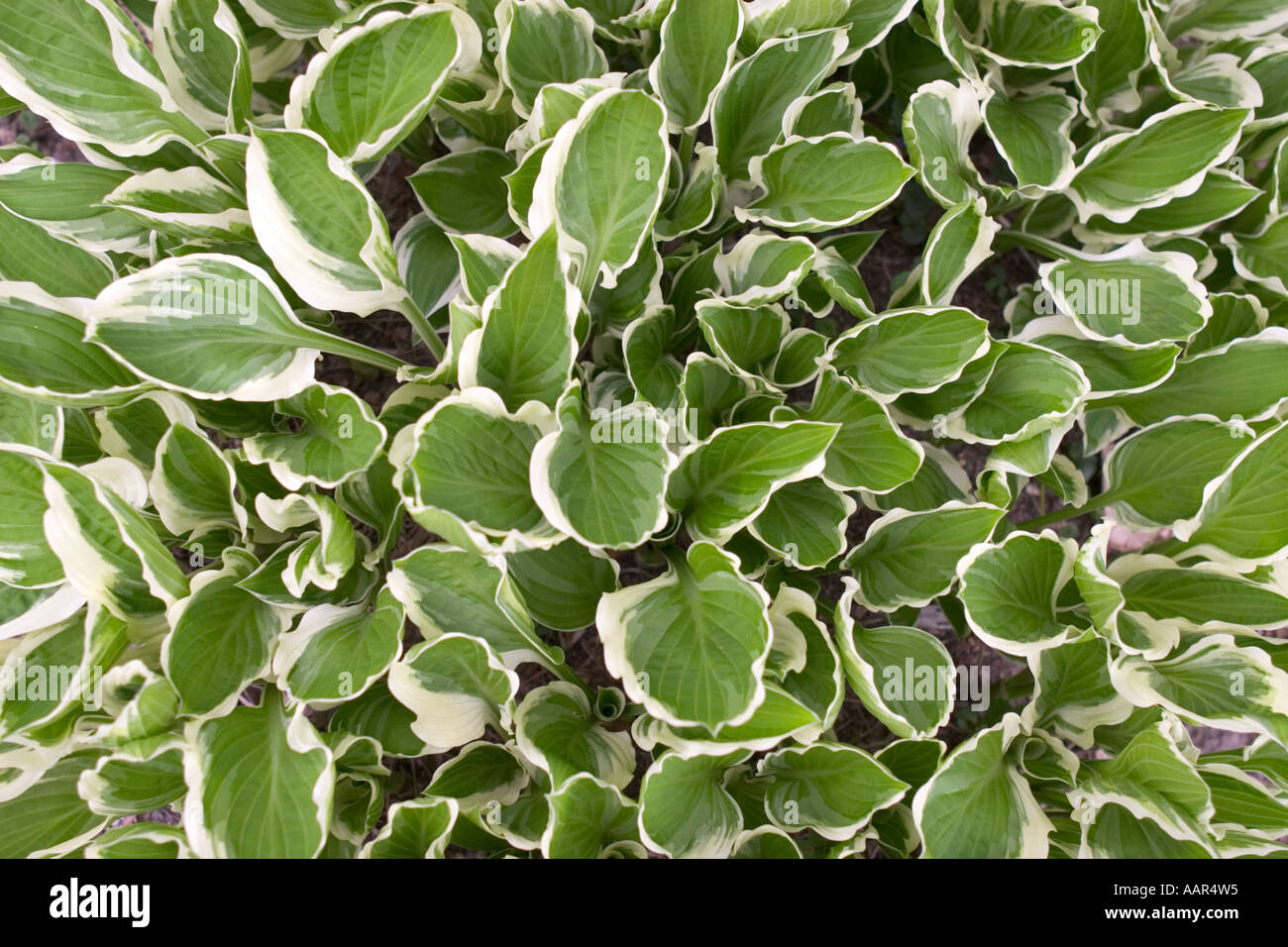 Patch of hostas, starting their Spring growth Stock Photo - Alamy