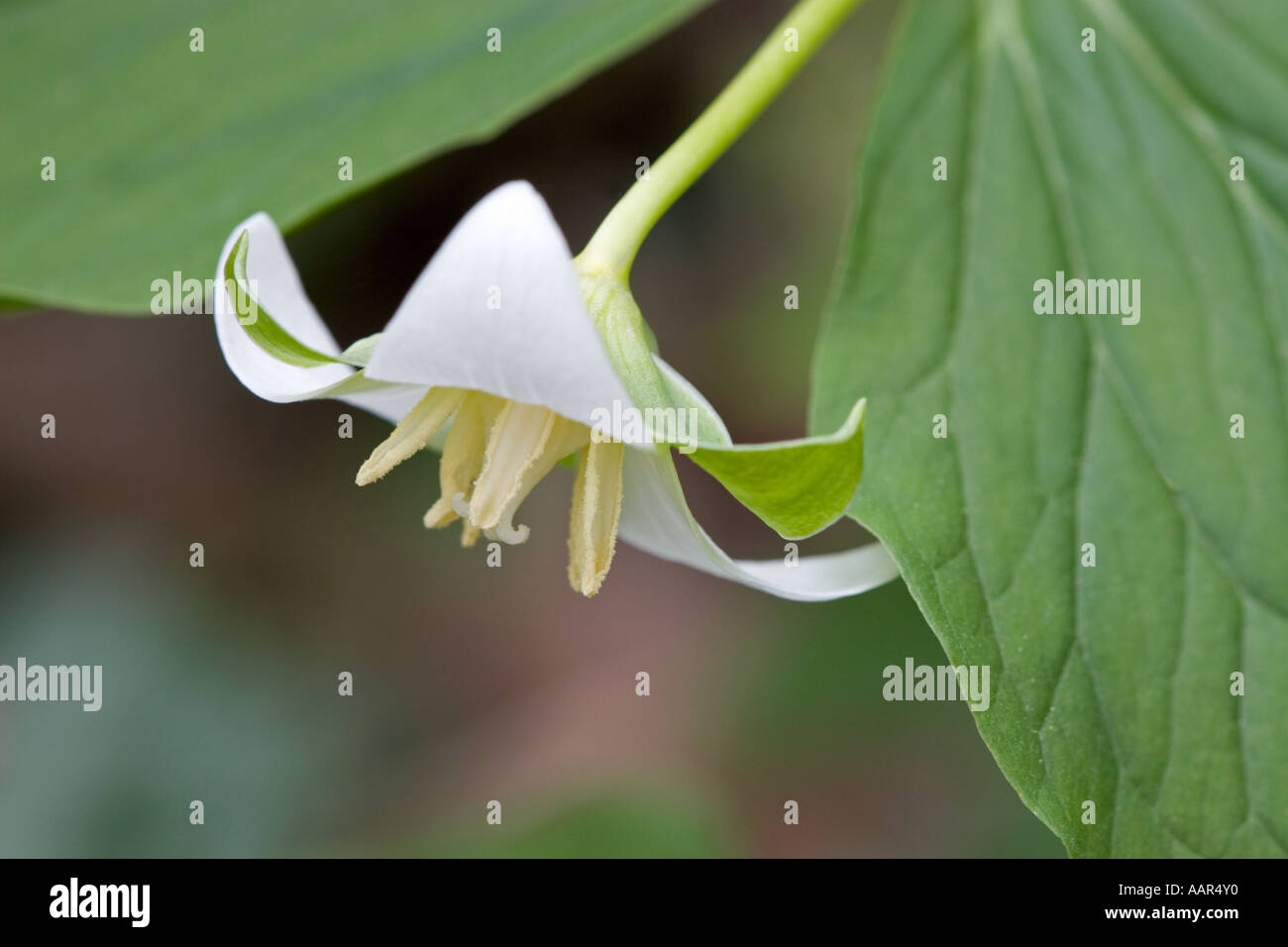 Nodding trillium, from behind Stock Photo - Alamy