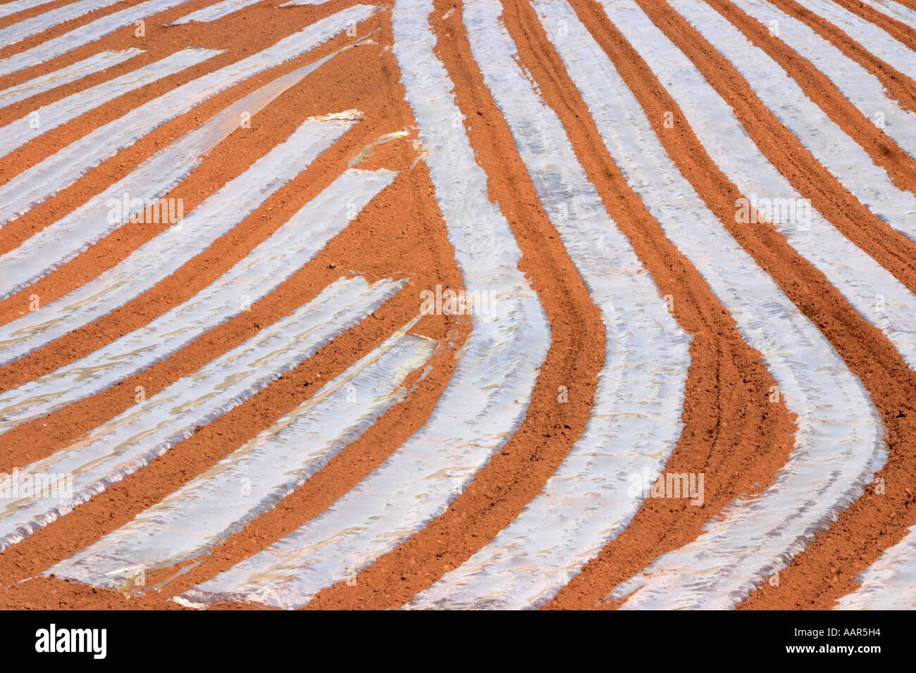 patterns on field caused by polythene strips UK Stock Photo - Alamy