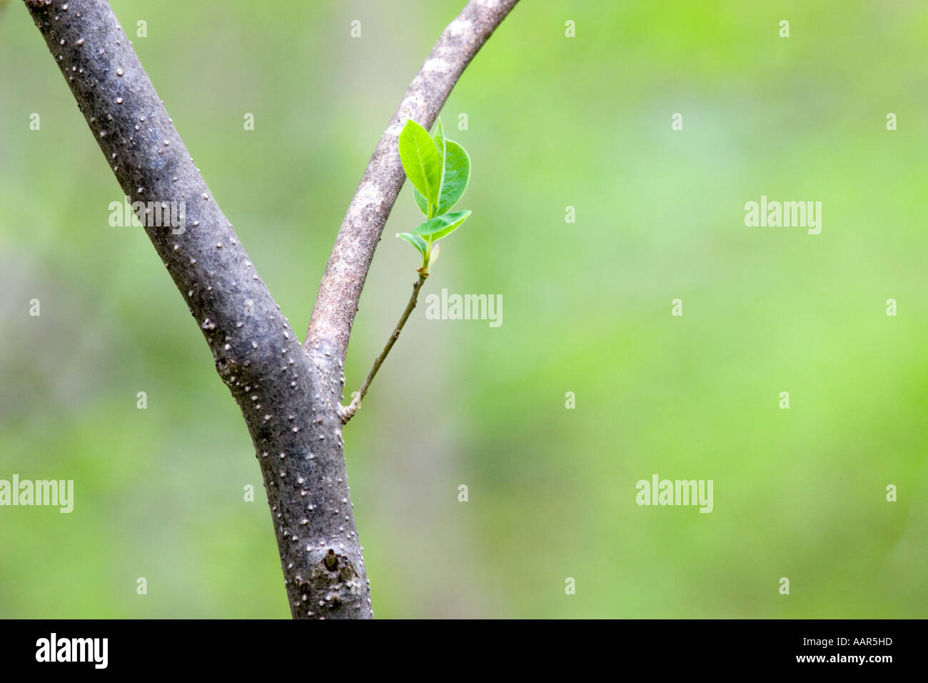 Tree trunk with fresh leaf growing on it Stock Photo - Alamy