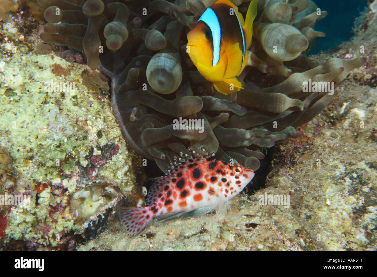 Pixie hawkfish hi-res stock photography and images - Alamy