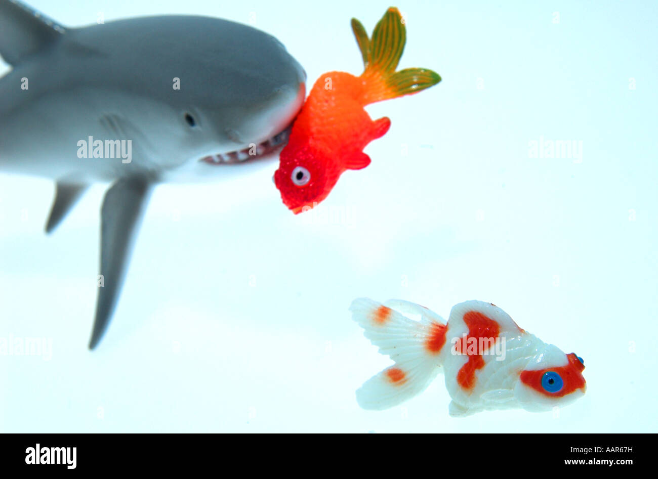 Big fish swallow small fish hi-res stock photography and images - Alamy