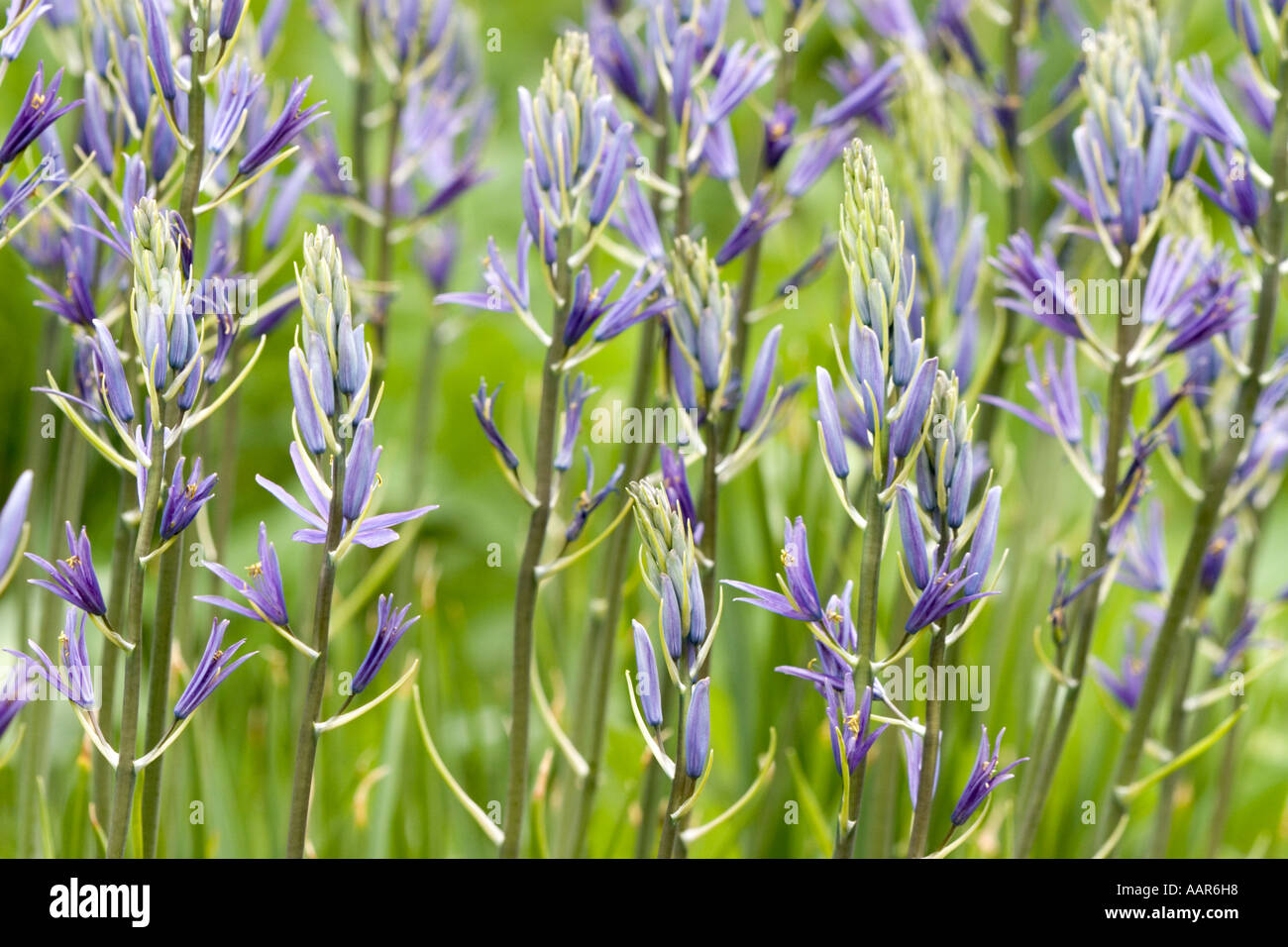 Springtime garden flower hi-res stock photography and images - Alamy