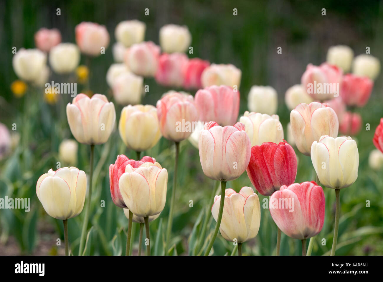 Patch of tulips Stock Photo - Alamy