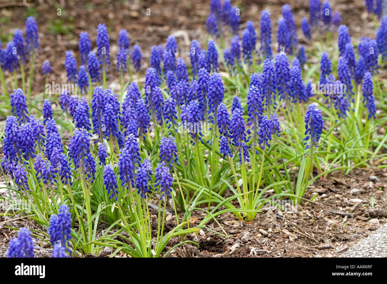 Patch of grape hyacinth Stock Photo - Alamy