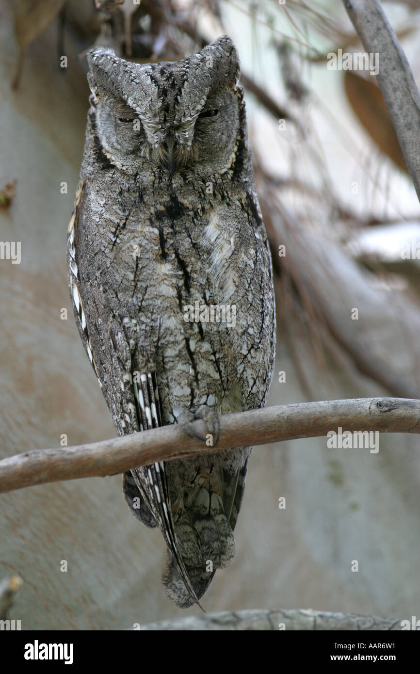 Scops Owl Otus scops perched Stock Photo - Alamy