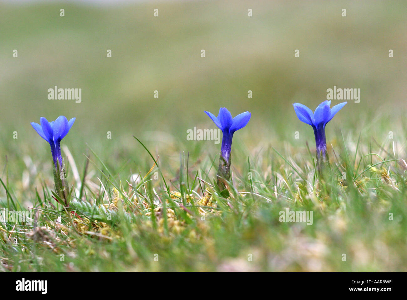 Spring Gentian Gentiana verna blue flowers in grass Stock Photo - Alamy