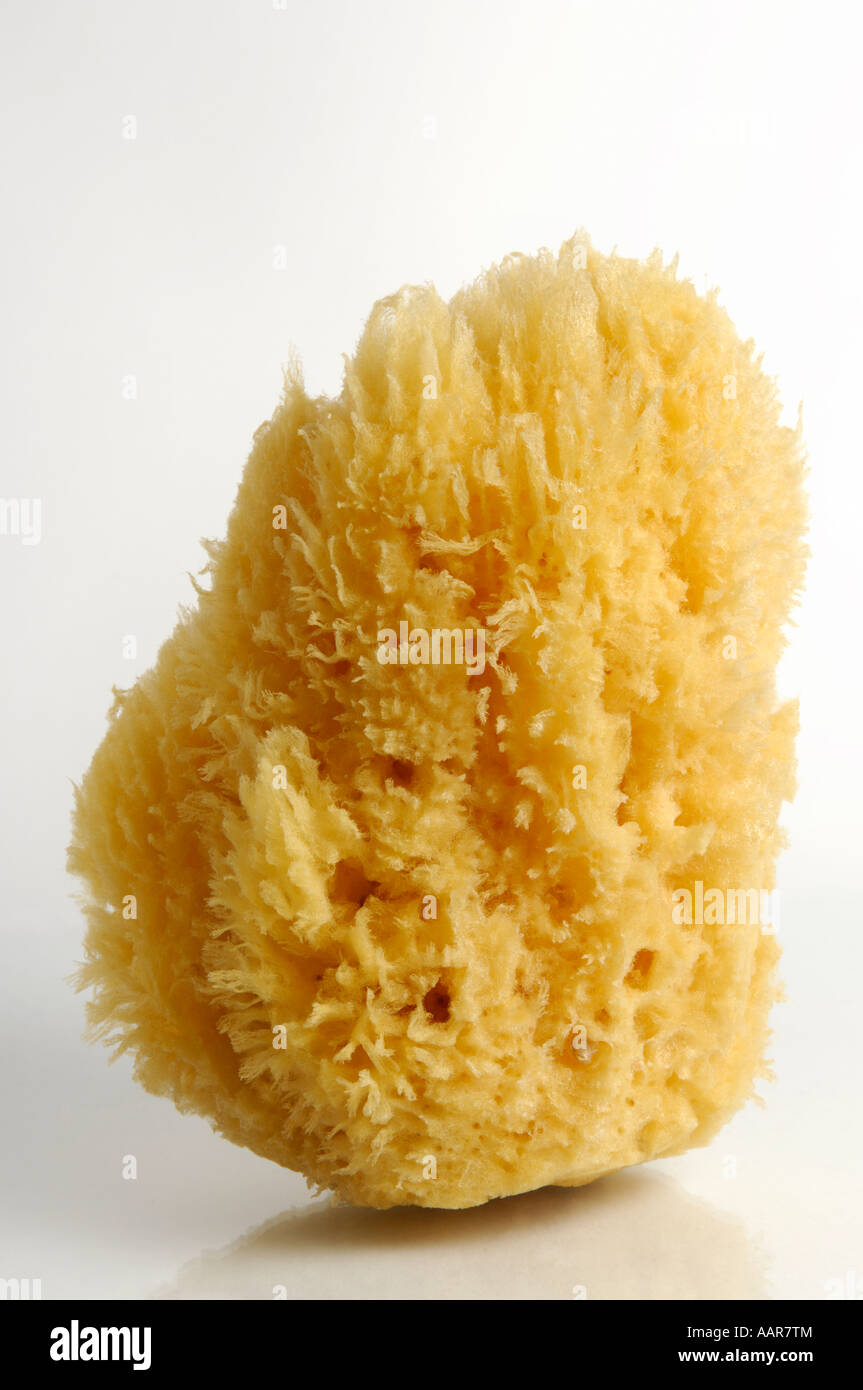 Natural sea sponge Cyprus souvenir Isolated on white cutout Stock Photo ...