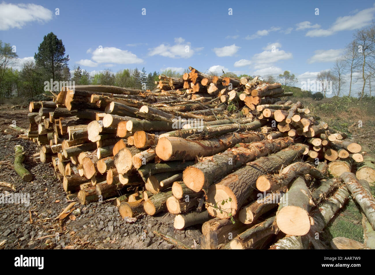 Lumber logs stack wood tree hi-res stock photography and images - Alamy