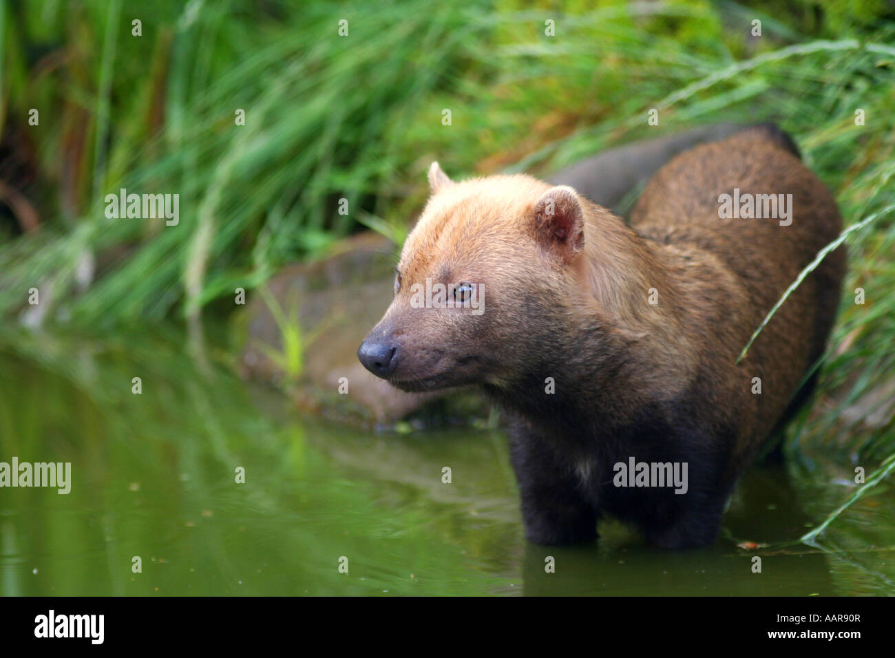 South american bush dog hi-res stock photography and images - Alamy