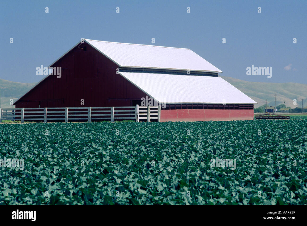 Red barn and broccoli field Salinas Valley California Stock Photo - Alamy